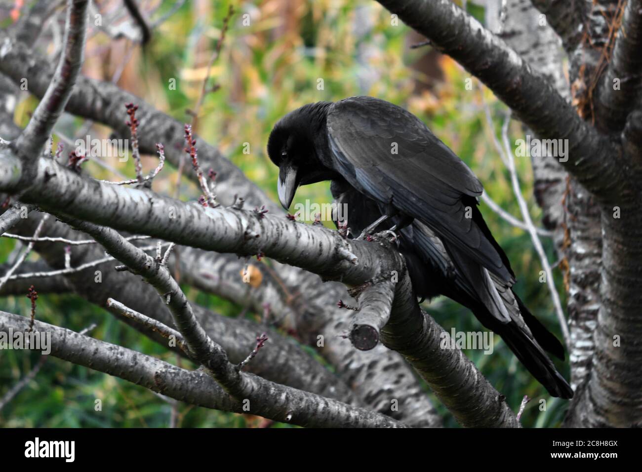 Deciduous Forest Bird High Resolution Stock Photography and Images - Alamy
