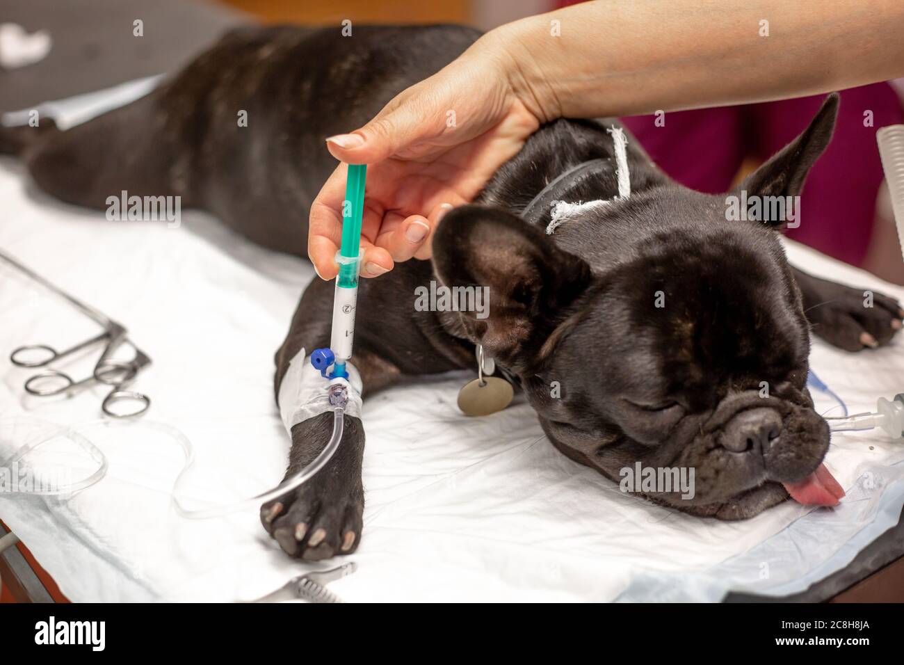 Dog in the surgery room before surgery act under anesthesia, vet ...