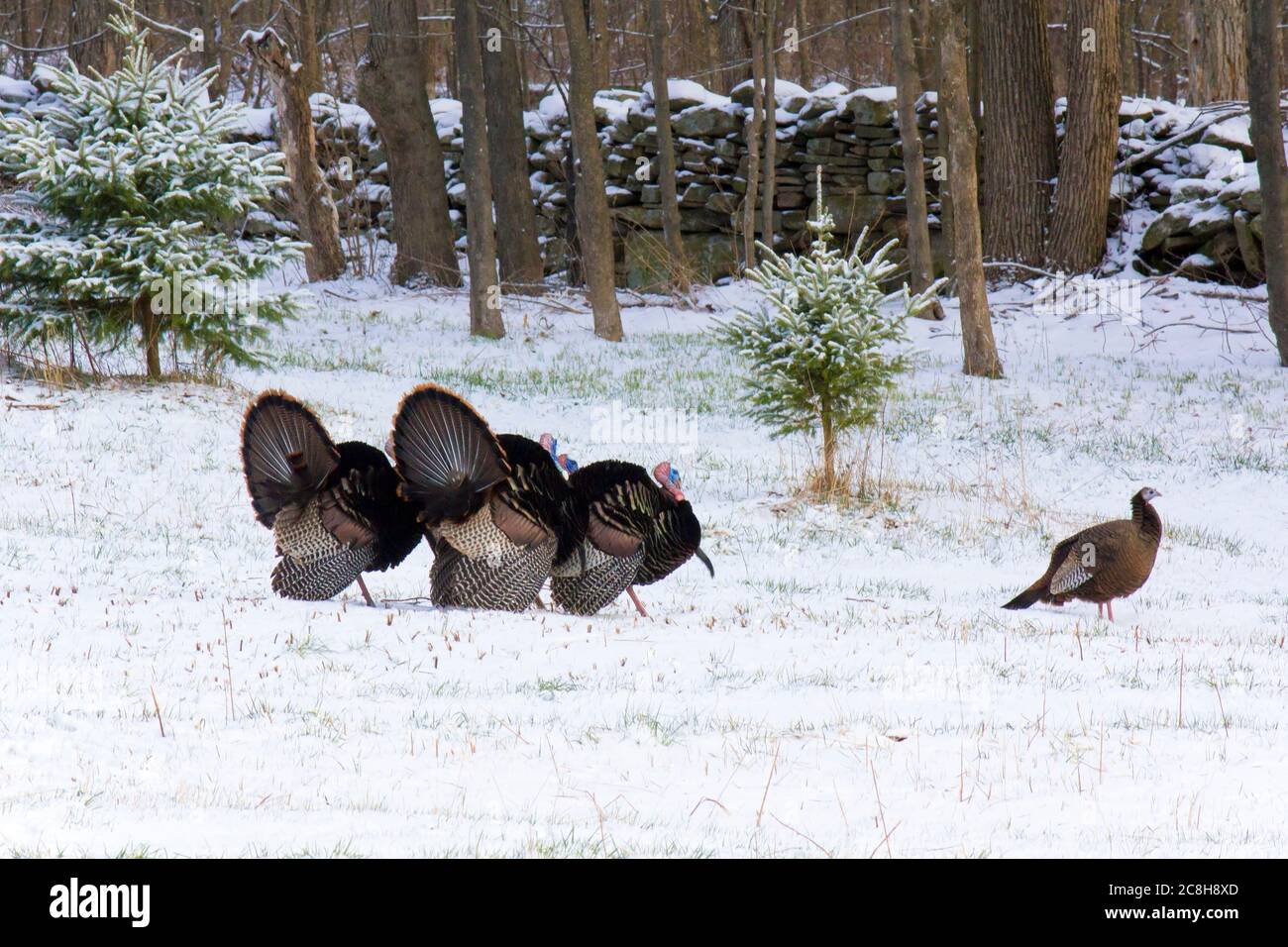 Eastern wild turkeys mating hi-res stock photography and images - Alamy