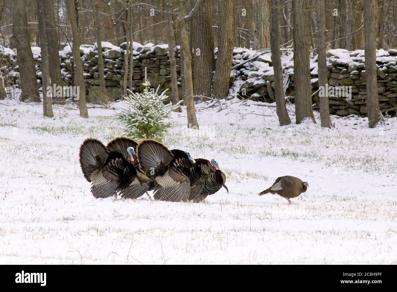 Eastern wild turkey hen hi-res stock photography and images - Alamy