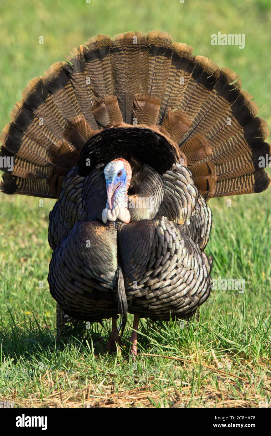 Eastern turkey bird hi-res stock photography and images - Alamy