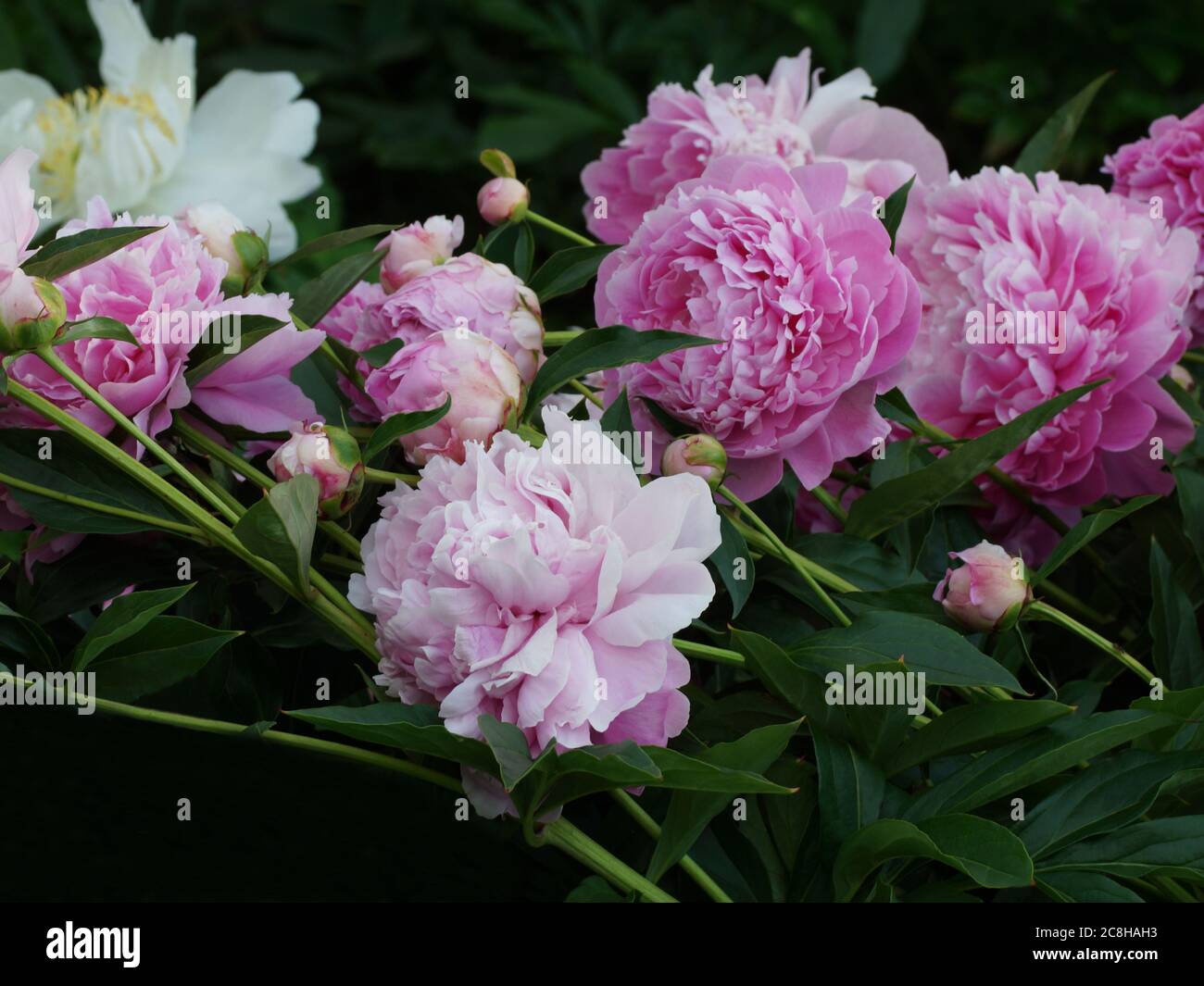 Double peonies hi-res stock photography and images - Alamy