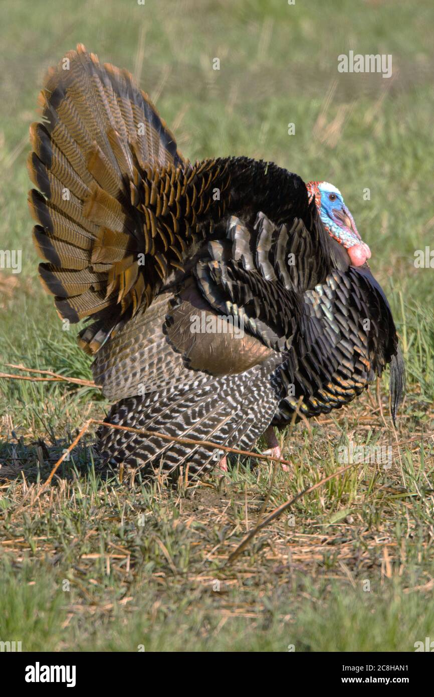 Eastern turkey bird hi-res stock photography and images - Alamy