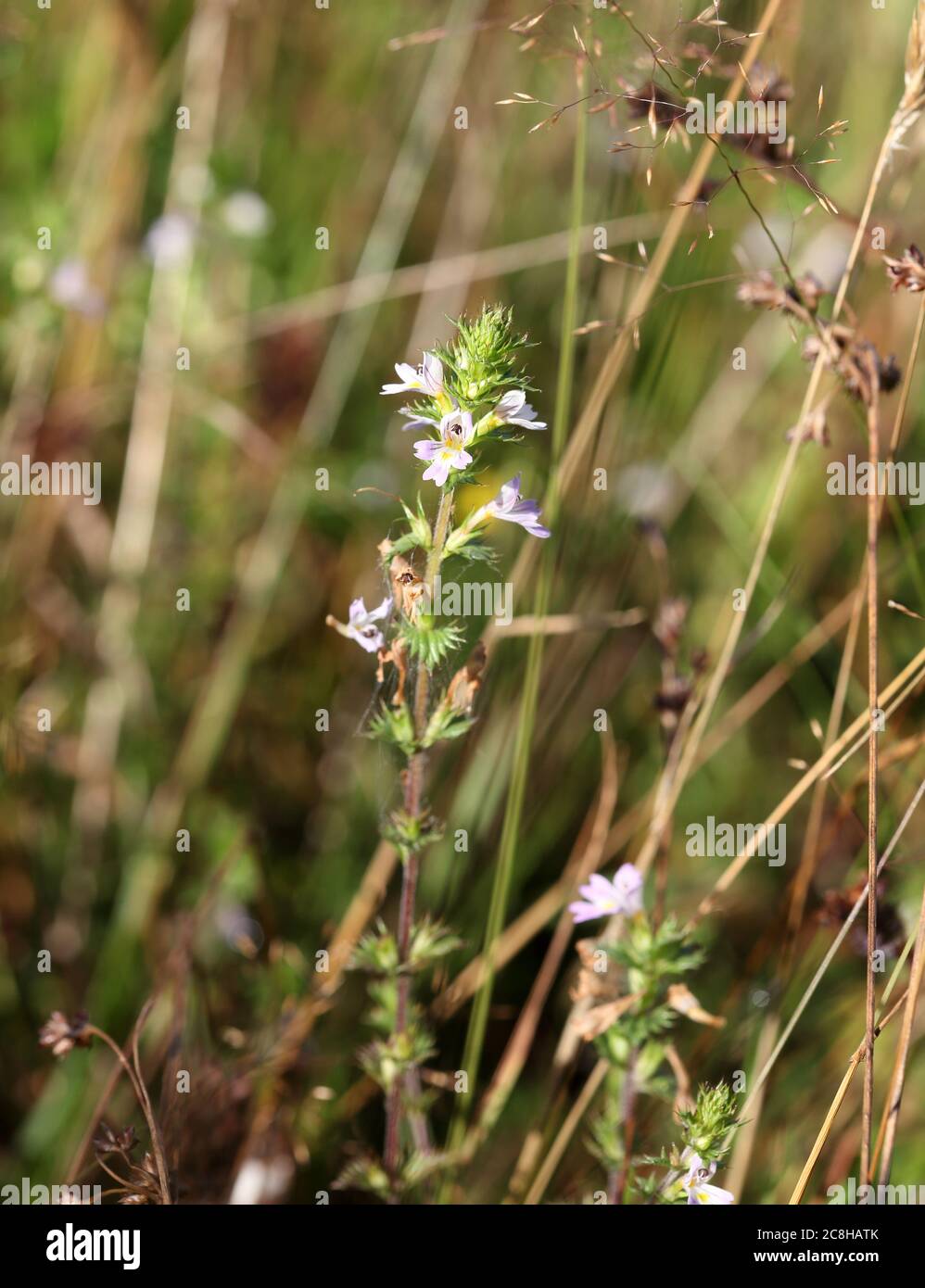 The small wildflower herb drug eyebright Euphrasia stricta Stock Photo ...
