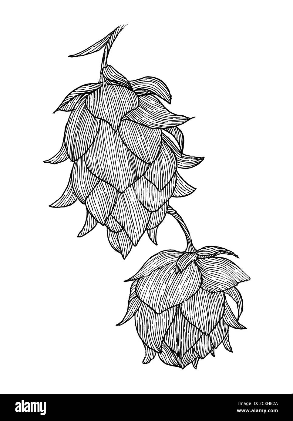 Hop line ink isolated on white background Stock Photo - Alamy