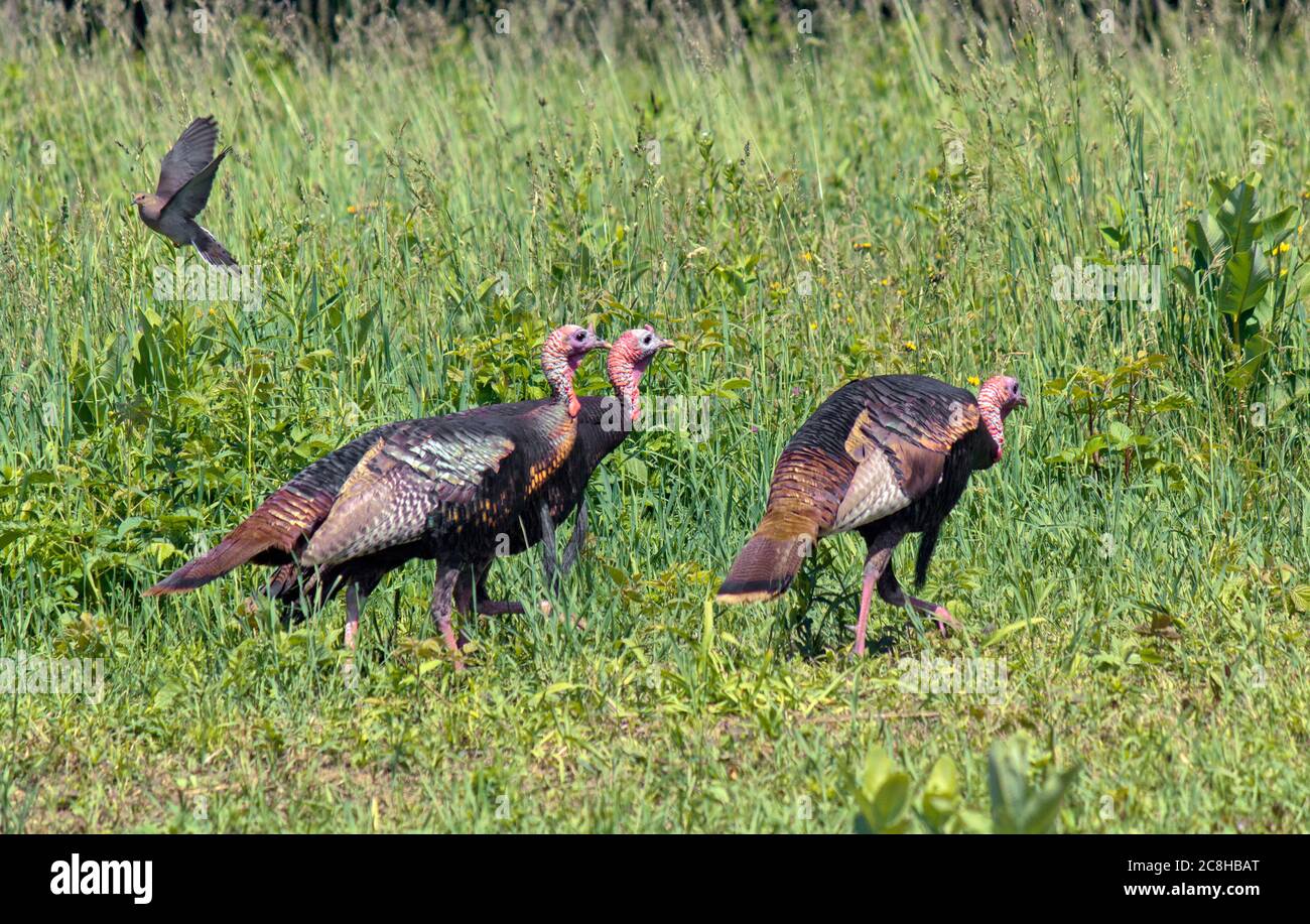 Eastern Wild Turkeys and Mourning Dove in a summer meadow in ...