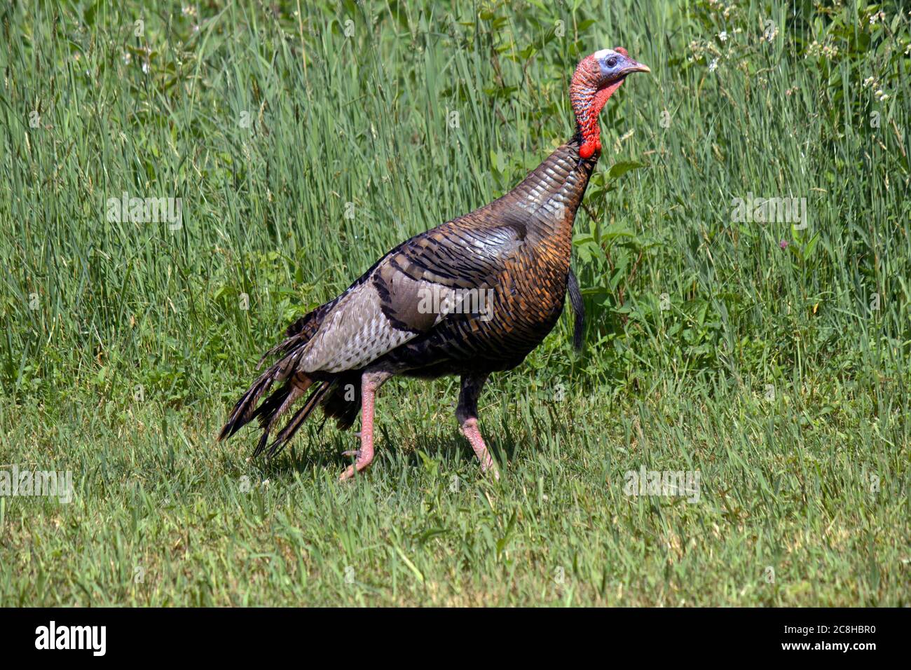 Eastern Wild Turkey in a summer meadow in Pennsylvania’s Pocono ...