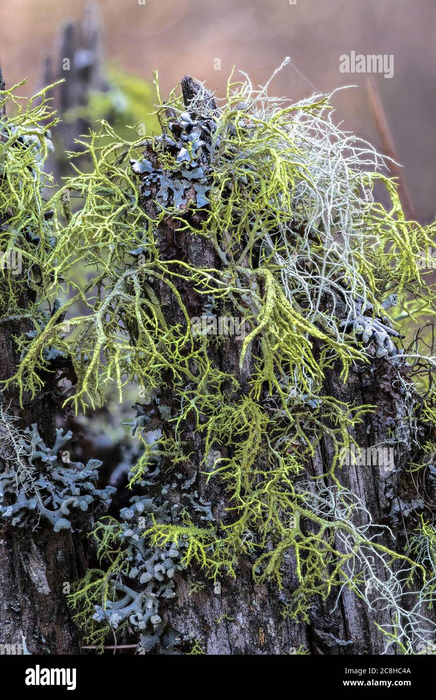 Wolf lichens hi-res stock photography and images - Alamy