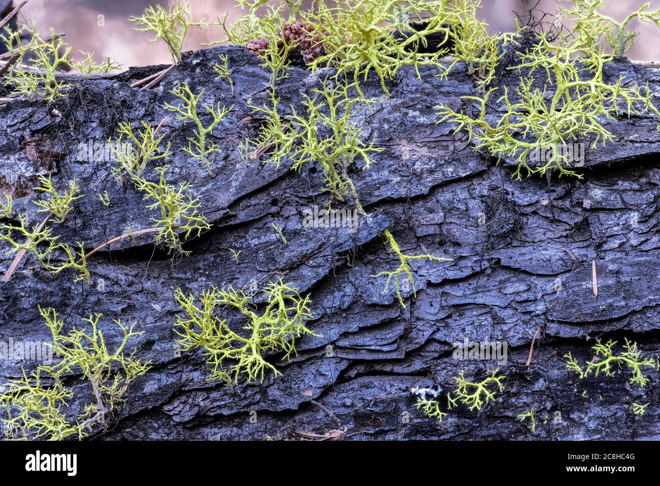 Letharia vulpina hi-res stock photography and images - Alamy