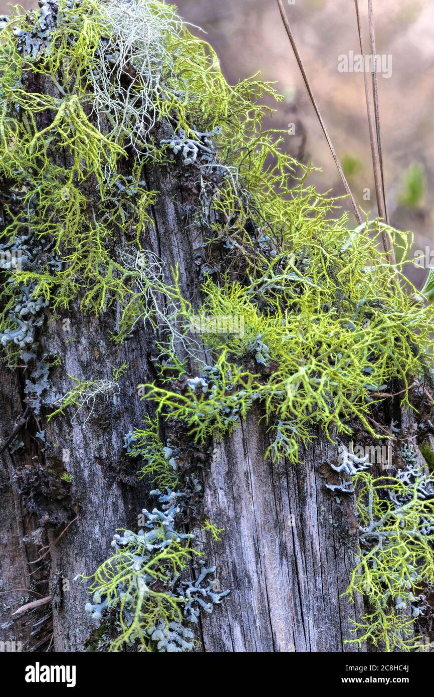 Wolf lichen hi-res stock photography and images - Alamy