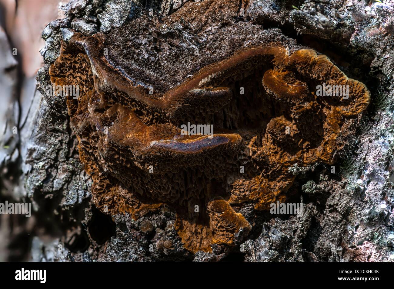 Fungus fruiting body hi-res stock photography and images - Alamy