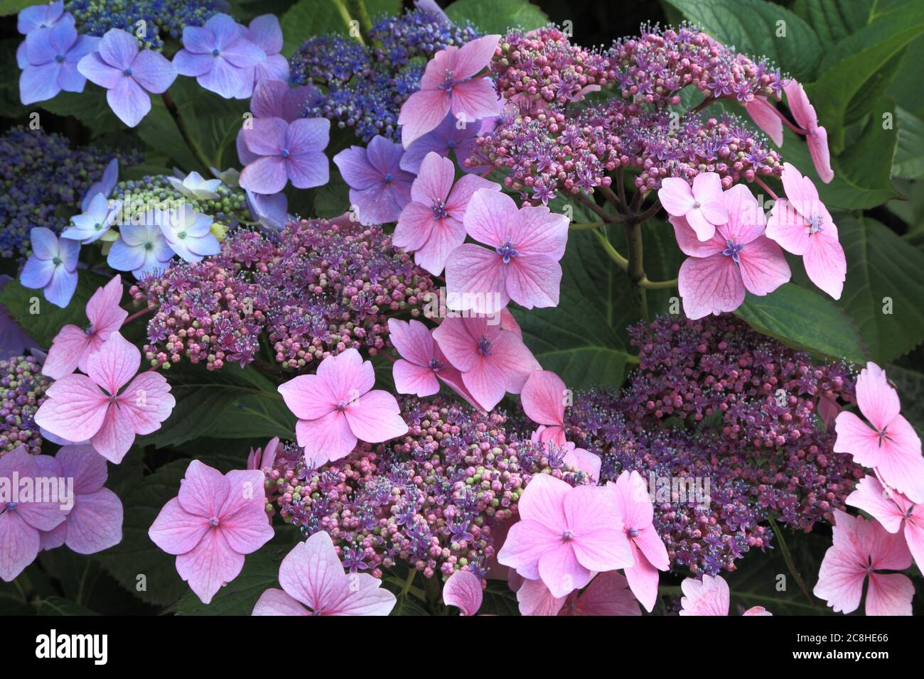 Hydrangea macrophylla 'Blue Wave', Hydrangea maresii 'perfecta ...