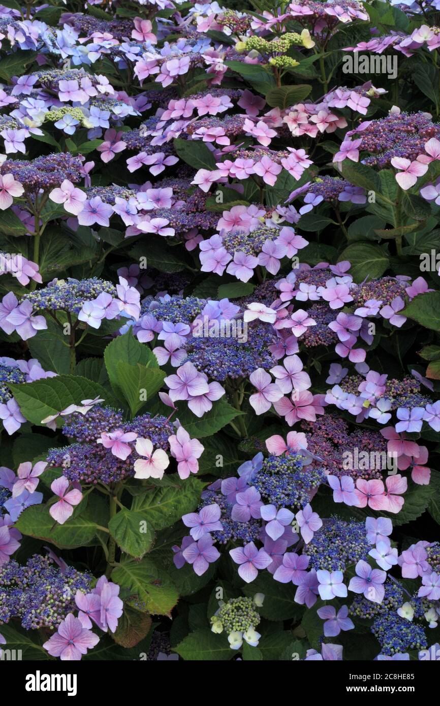 Hydrangea macrophylla 'Blue Wave', Hydrangea maresii 'perfecta ...