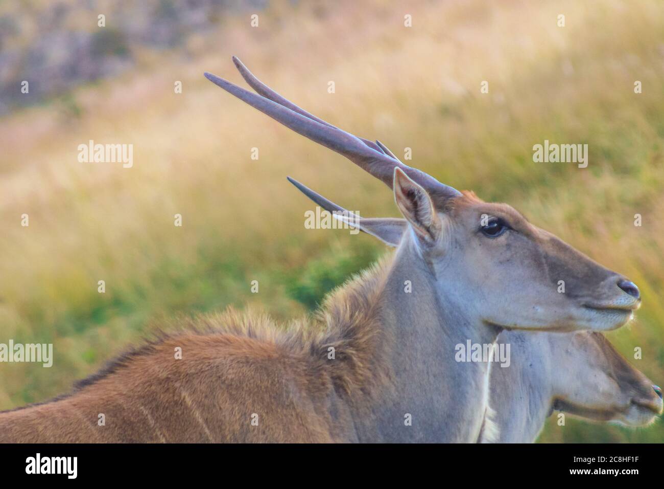 Eland antelope portrait in a South African nature reserve Stock Photo ...