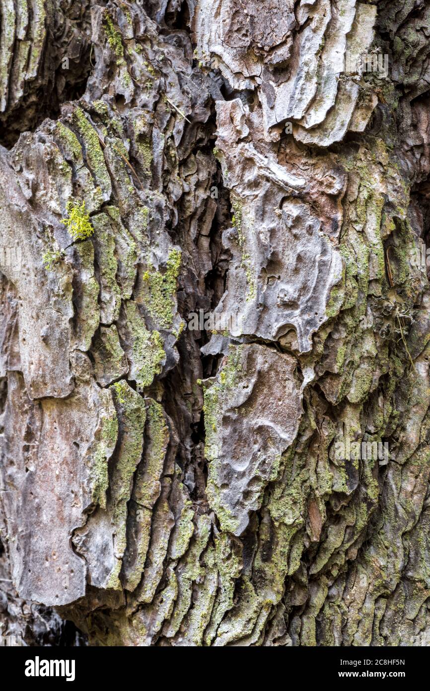 Detail bark ponderosa pine tree hi-res stock photography and images - Alamy