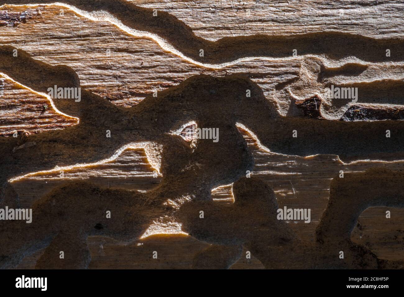 Here spruce wood infested by bark beetles hi-res stock photography and ...