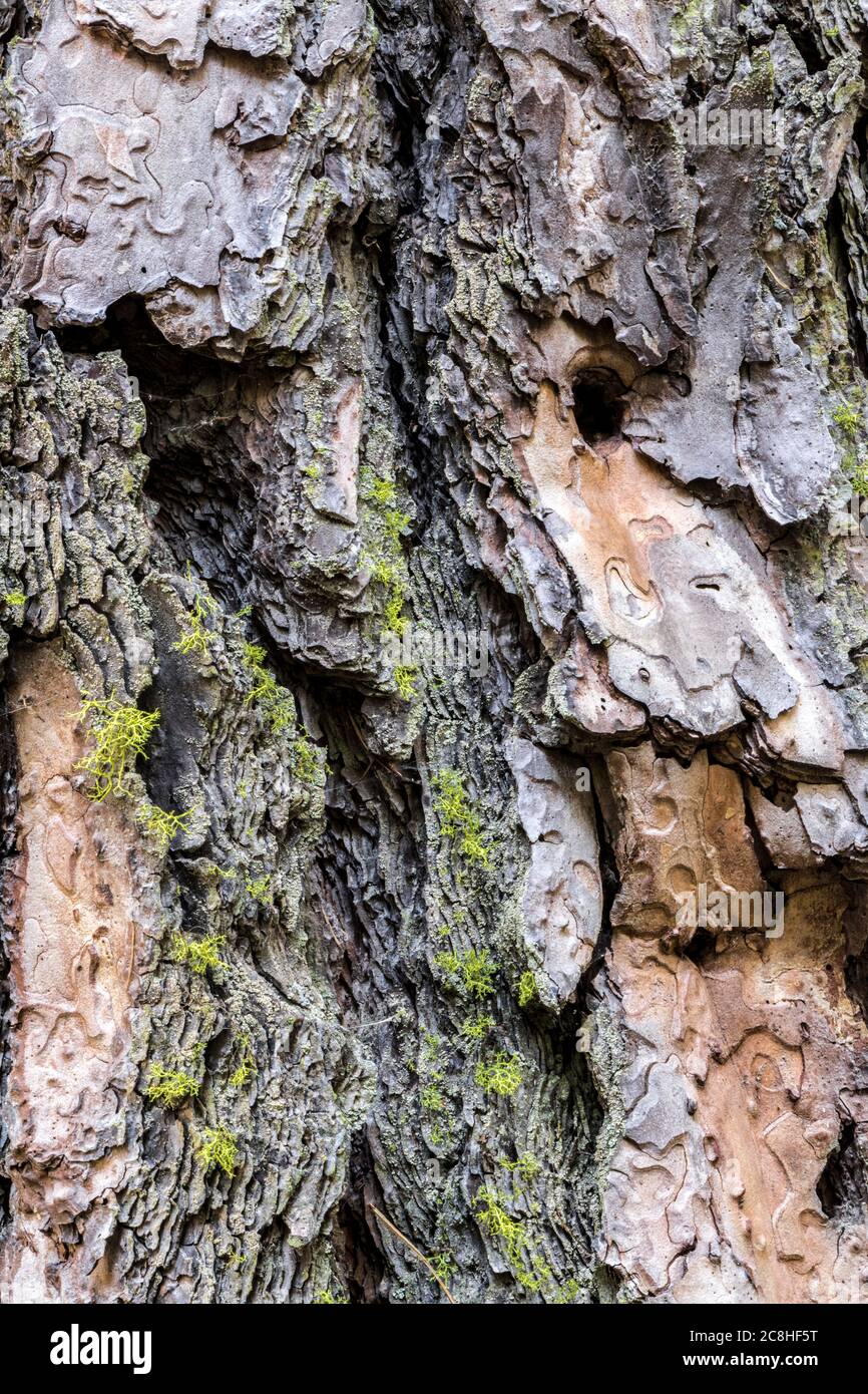 Ponderosa Pine Bark (Pinus ponderosa Stock Photo - Alamy