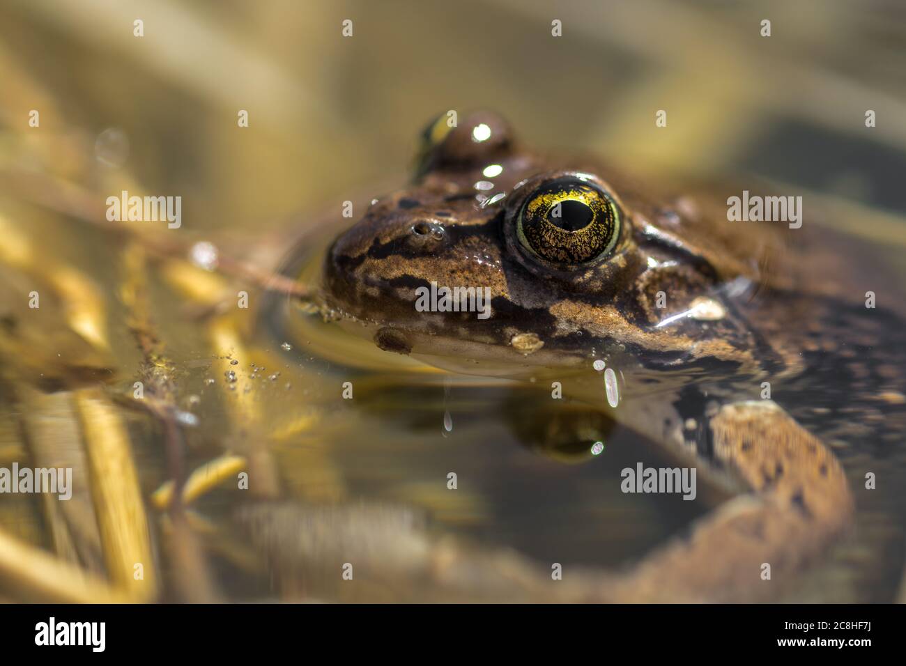 Columbia spotted frog hi-res stock photography and images - Alamy