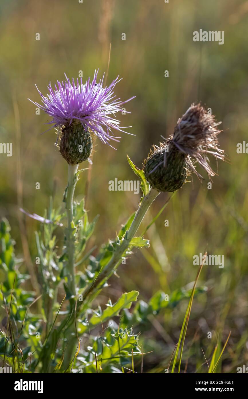 Wavyleaf thistle hi-res stock photography and images - Alamy