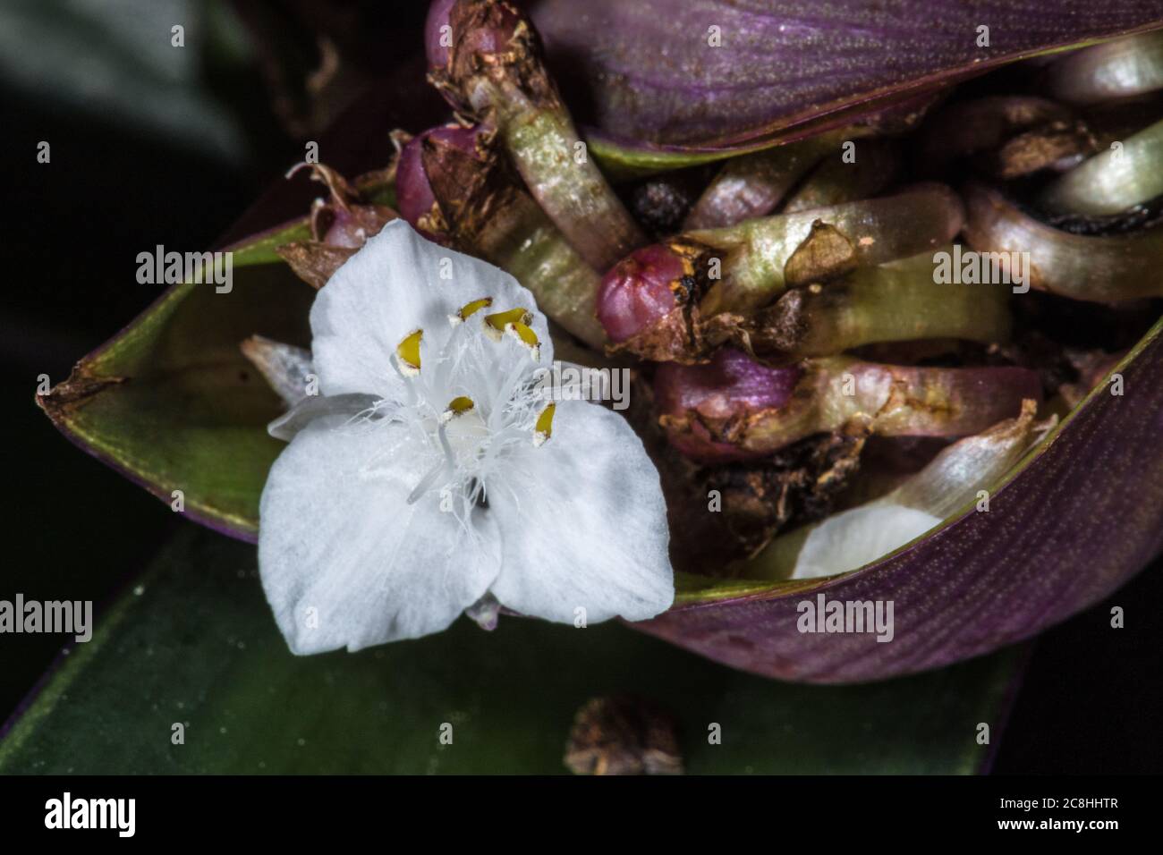 Flower of Boatlily or Moses-in-the-Cradle (Tradescantia spathacea Stock ...