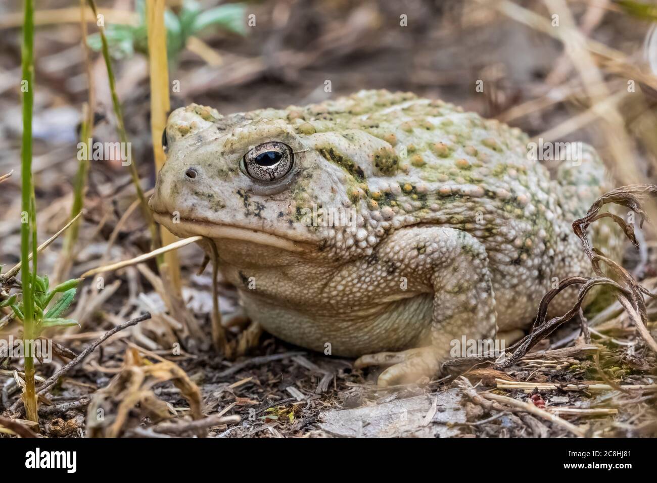 Dakota toads hi-res stock photography and images - Alamy