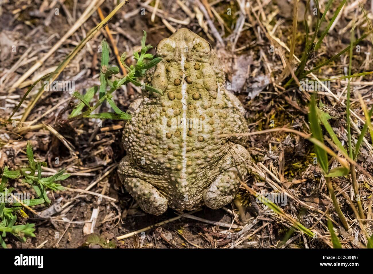 Grouchy toad hi-res stock photography and images - Alamy