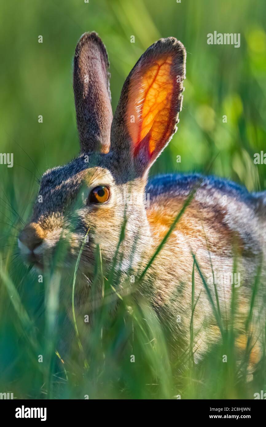 Eastern Cottontail Rabbit, Sylvilagus floridanus, along Caprock Coulee ...