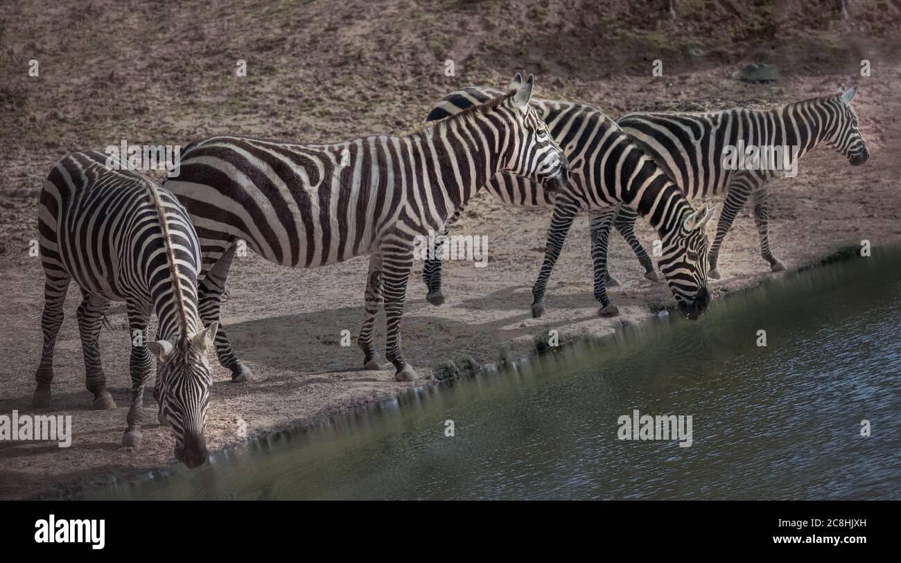 Zebras drinking from the river Stock Photo - Alamy