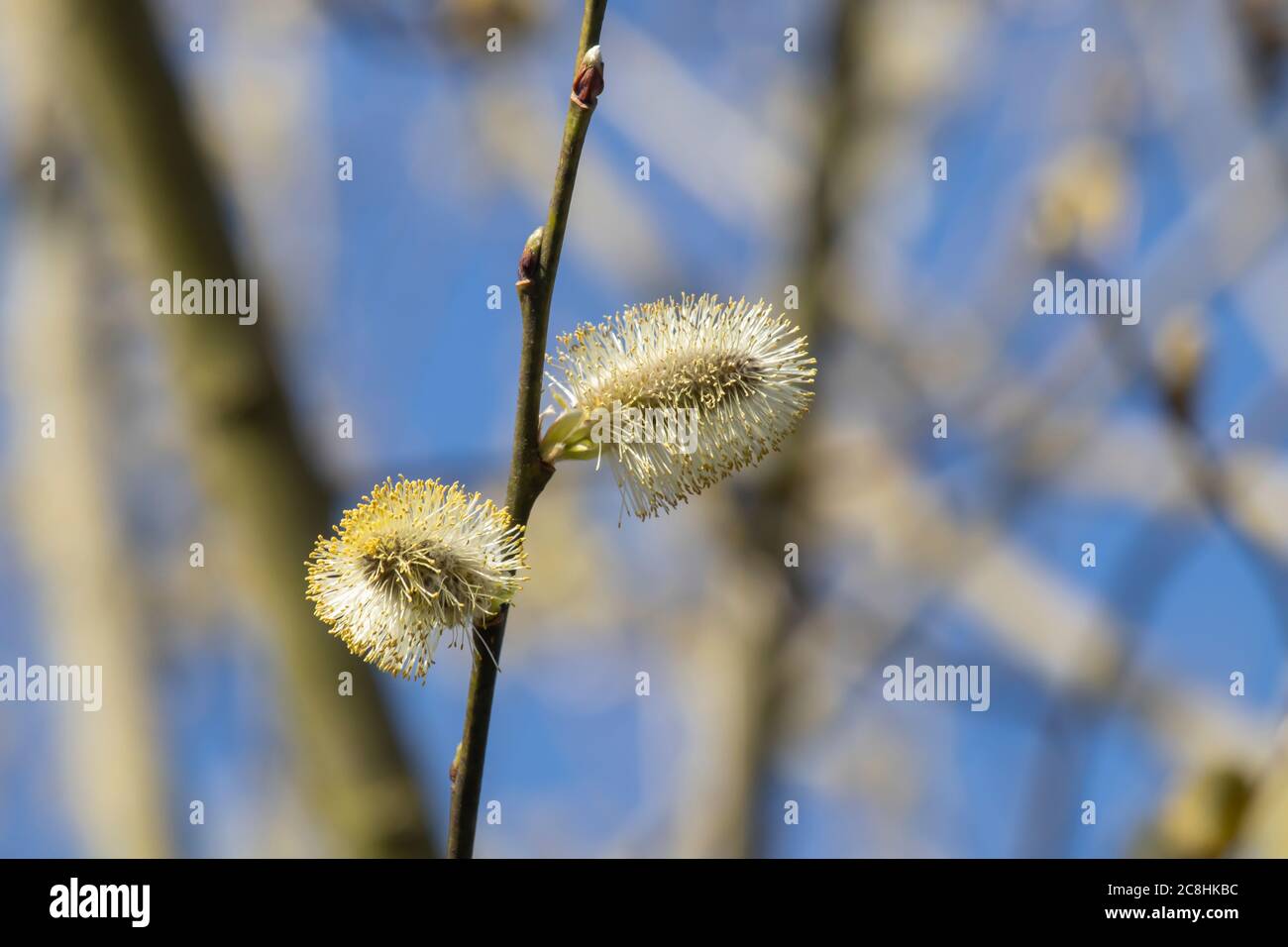 Willow branches isolated hi-res stock photography and images - Alamy