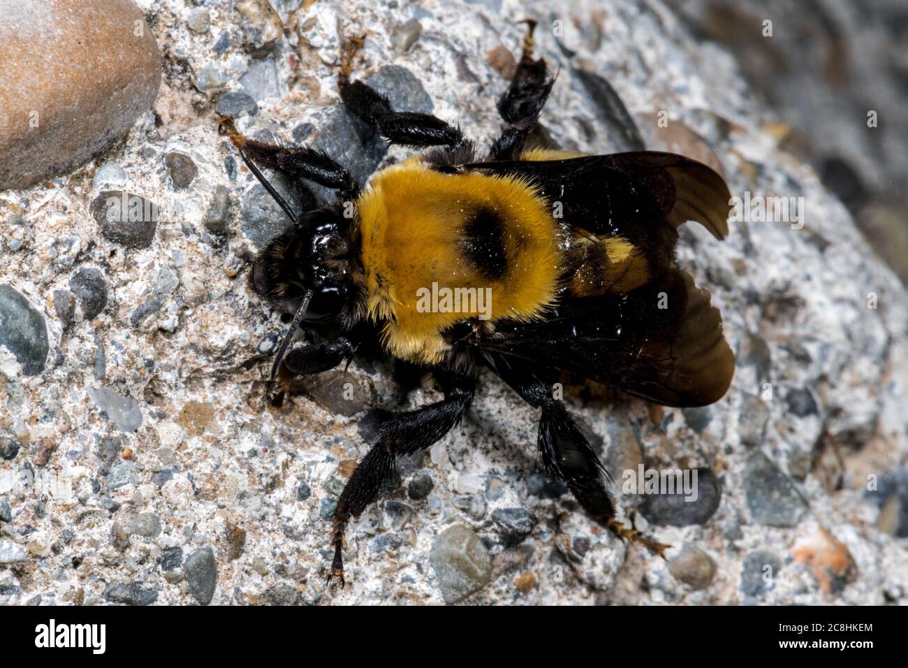 Tree bumblebee queen hi-res stock photography and images - Alamy
