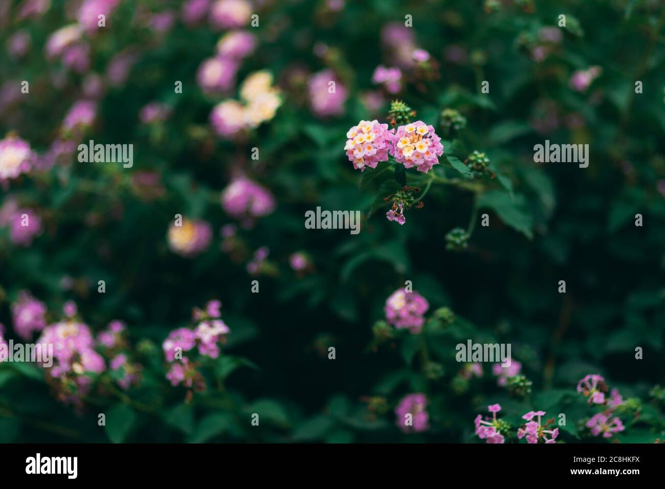 Close-up little pink flowers with green leaves. Soft focused plant with ...