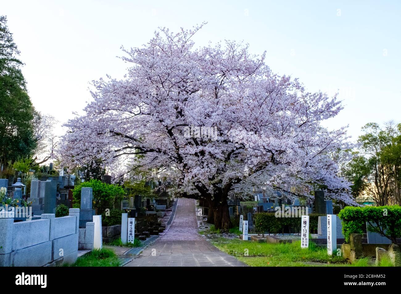 How Big Are Cherry Blossom Trees at Christy Carter blog
