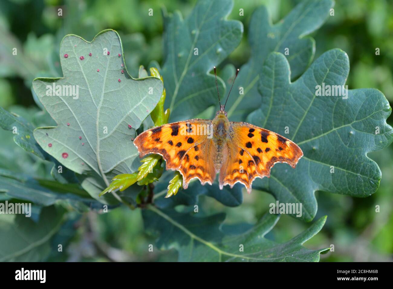 Oak leaf butterflies hi-res stock photography and images - Alamy