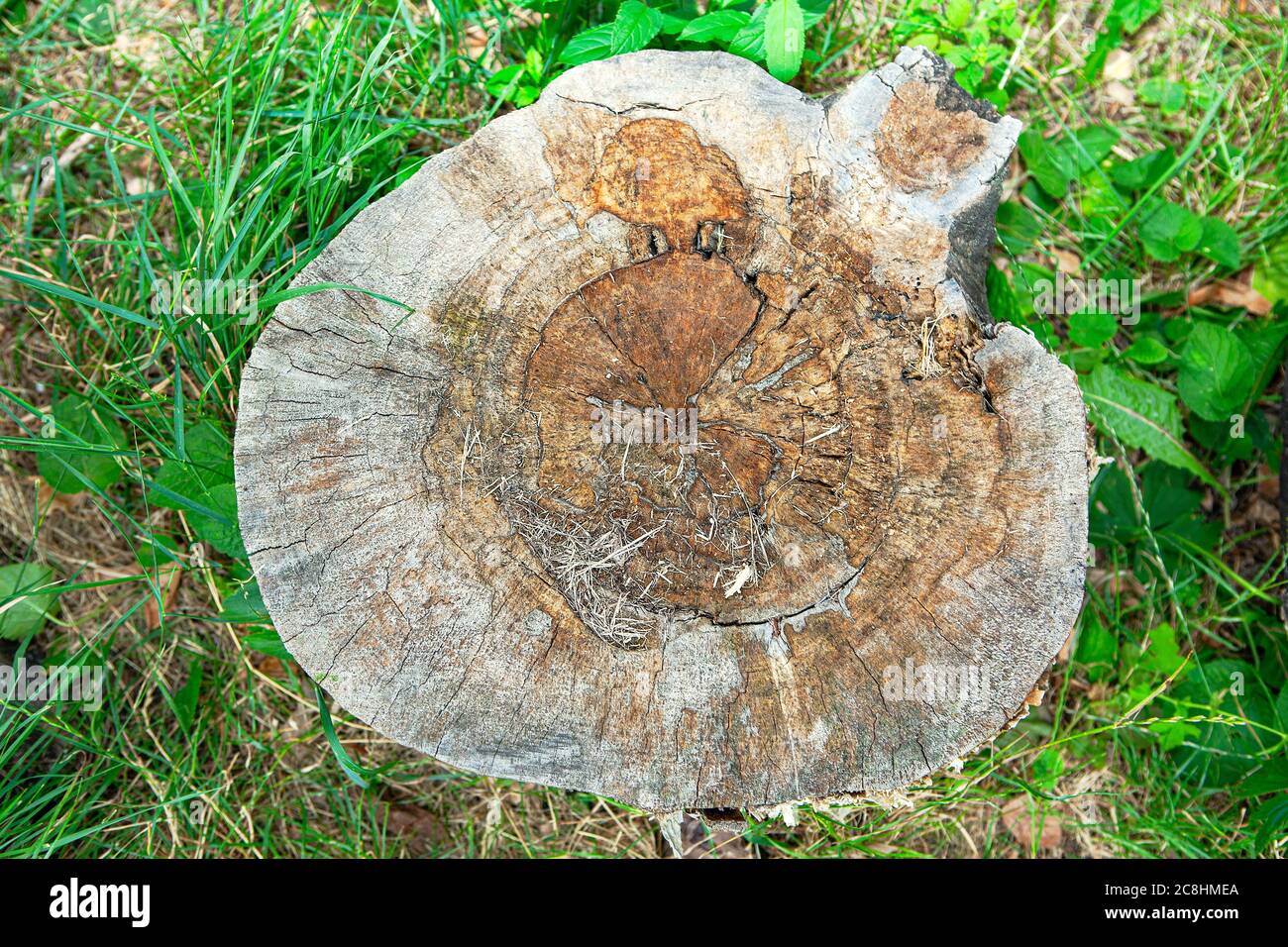 rotten tree stump surface with cracks Stock Photo - Alamy