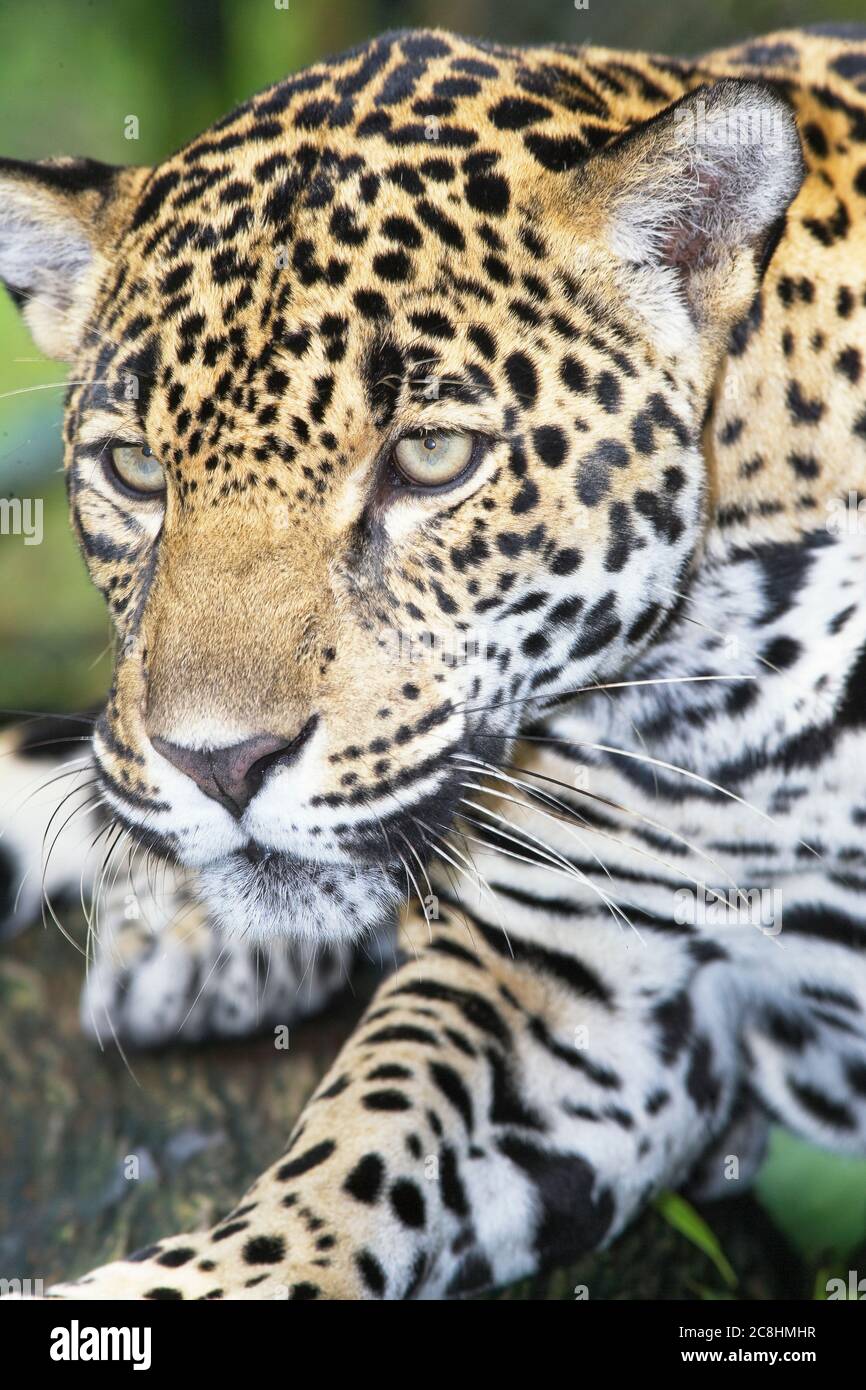 Jaguar panthera onca central america hi-res stock photography and ...