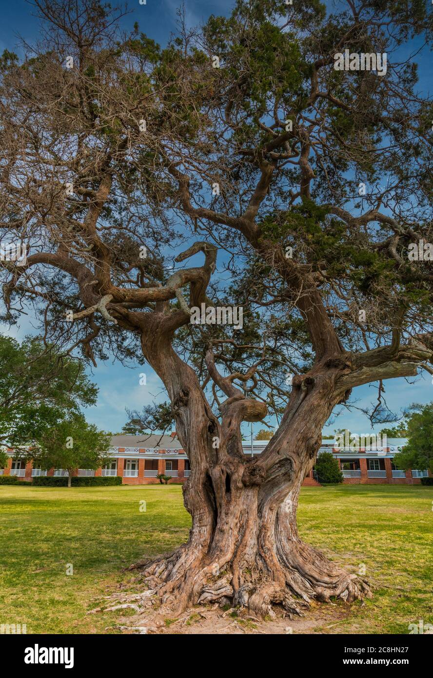 Coastal live oak tree hi-res stock photography and images - Alamy