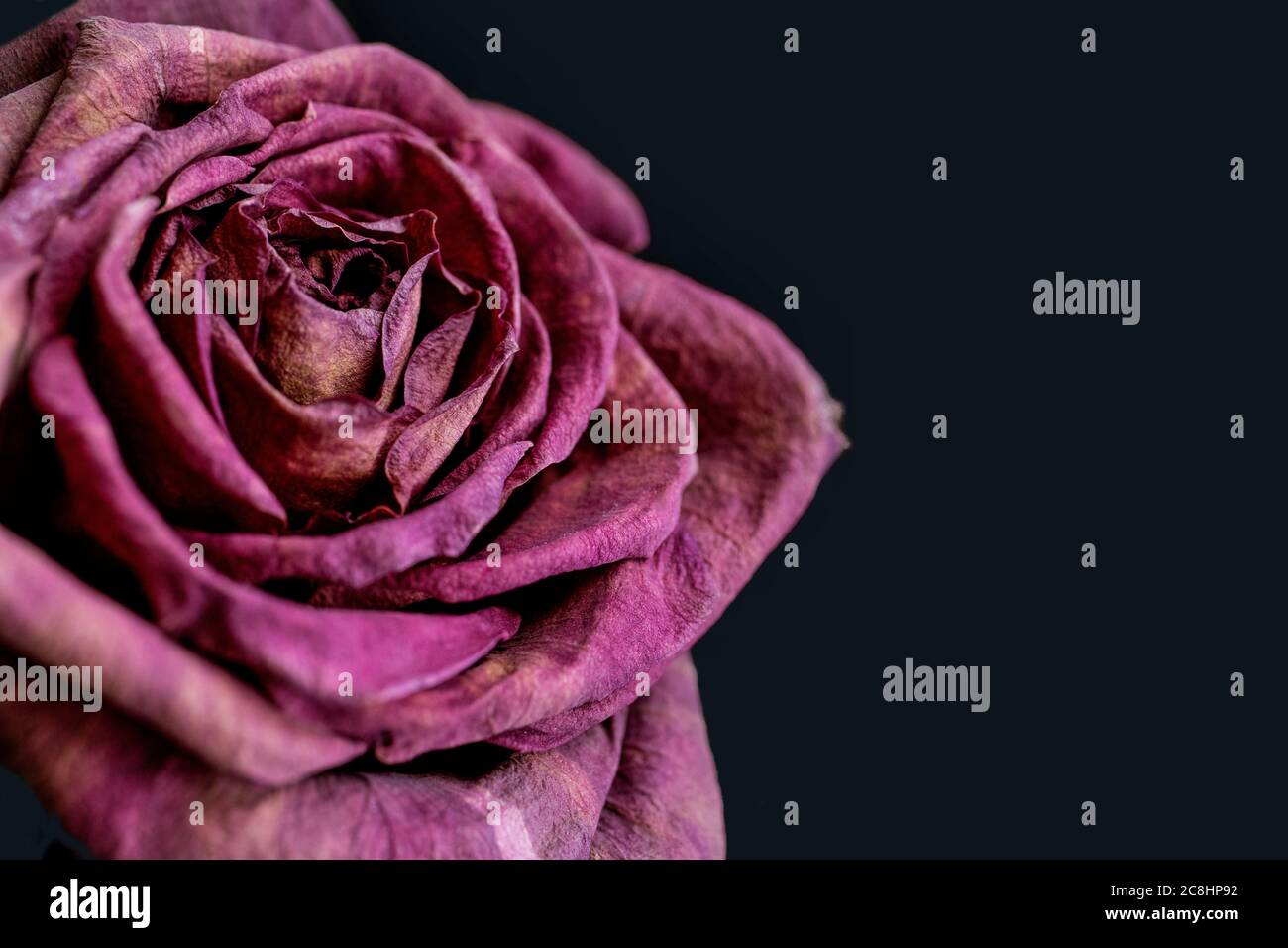 Dried Red Rose Stock Photo - Alamy