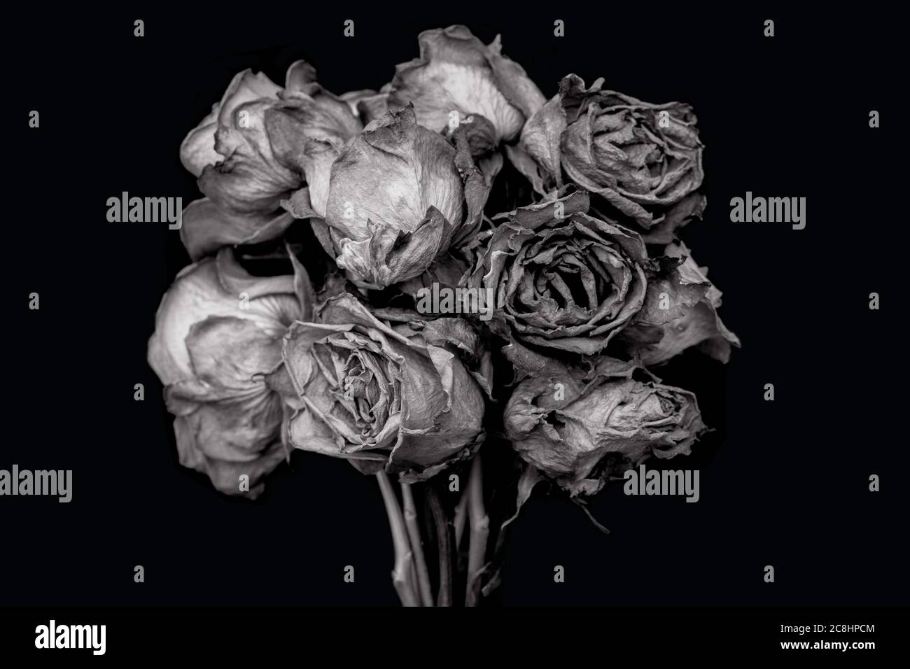 Monochromatic beauty hi-res stock photography and images - Alamy