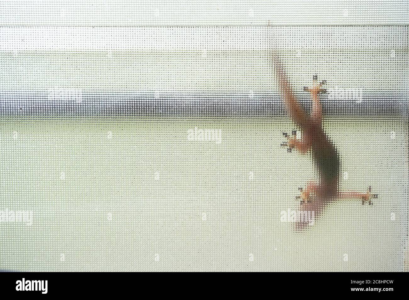 Mosaic lizard hi-res stock photography and images - Alamy