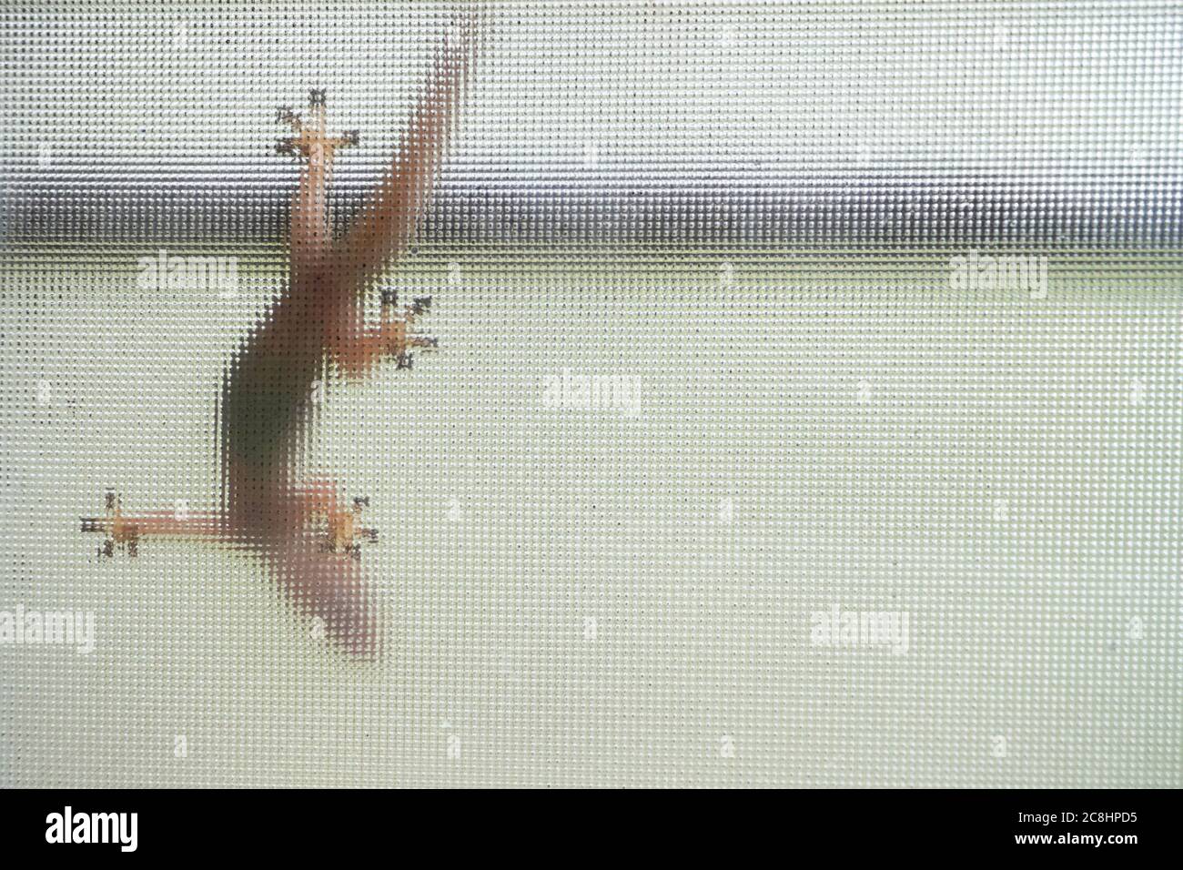 Mosaic lizard hi-res stock photography and images - Alamy