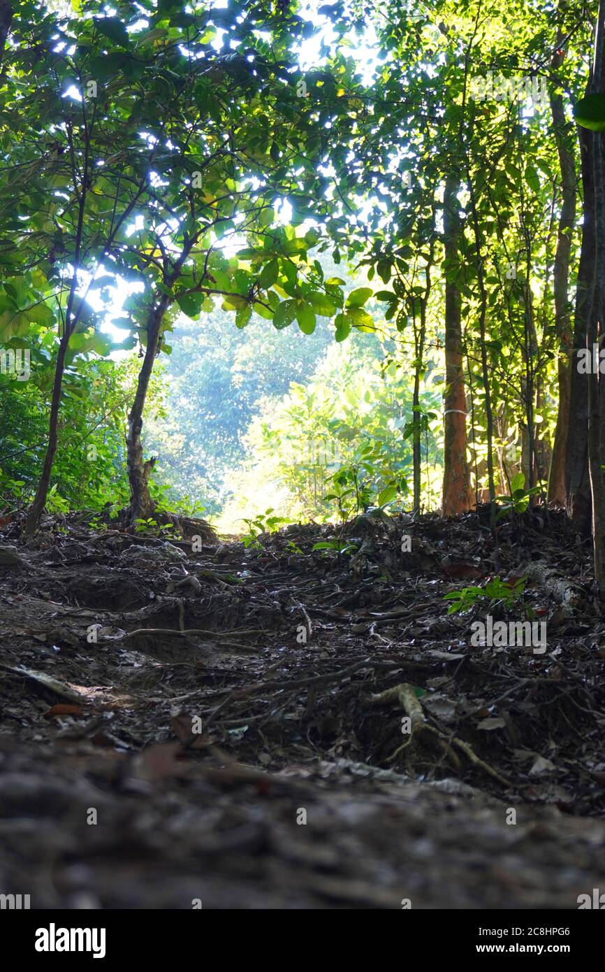 Low angle view of forest with the sunny exiting point inside the ...