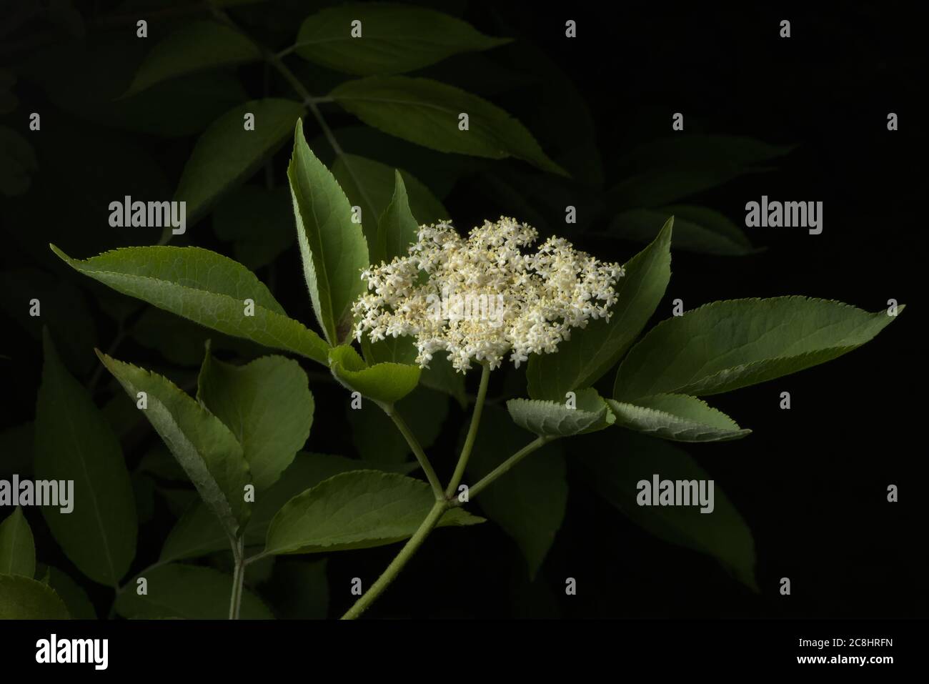 Gentle light isolates the many clean white and cream elderberry flowers ...