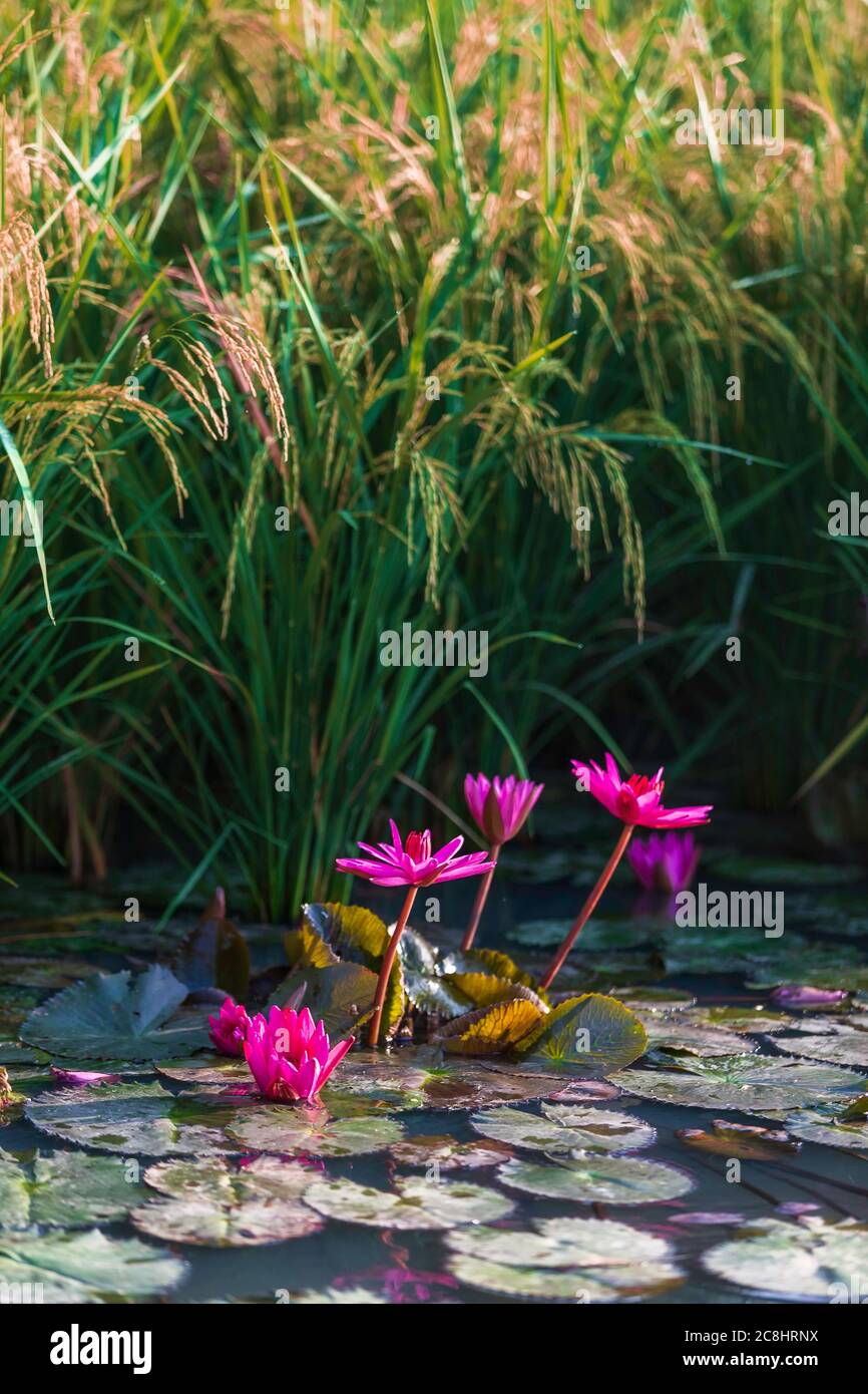 Red lotus flowers are blooming in the lake next to the rice fields that ...