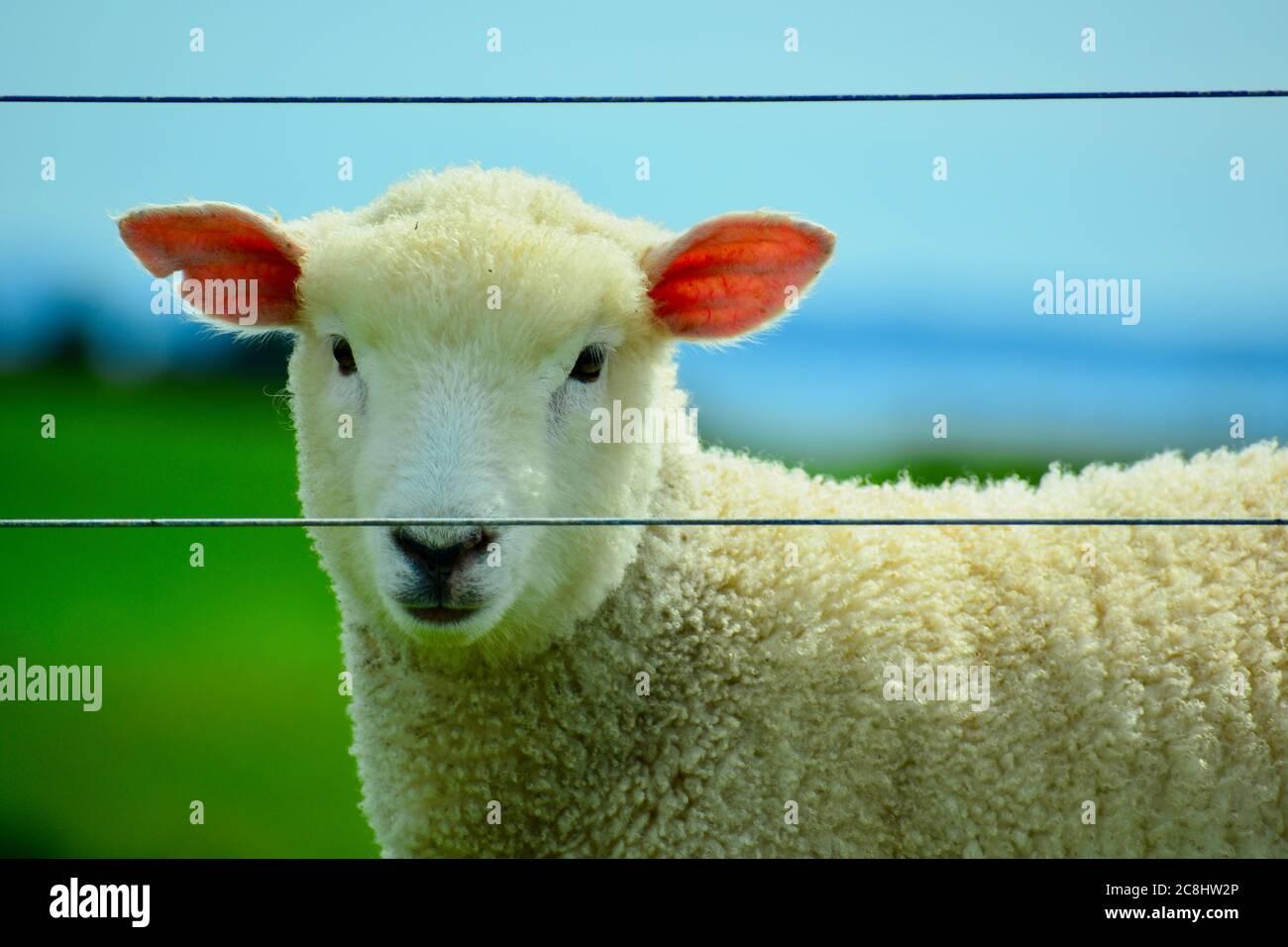 Portrait of a spring lamb grazing in a field. Free-range farming ...