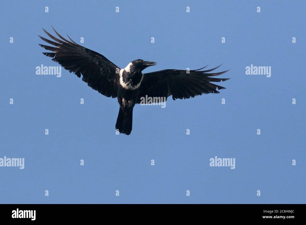Collared crow corvus torquatus adult hi-res stock photography and ...