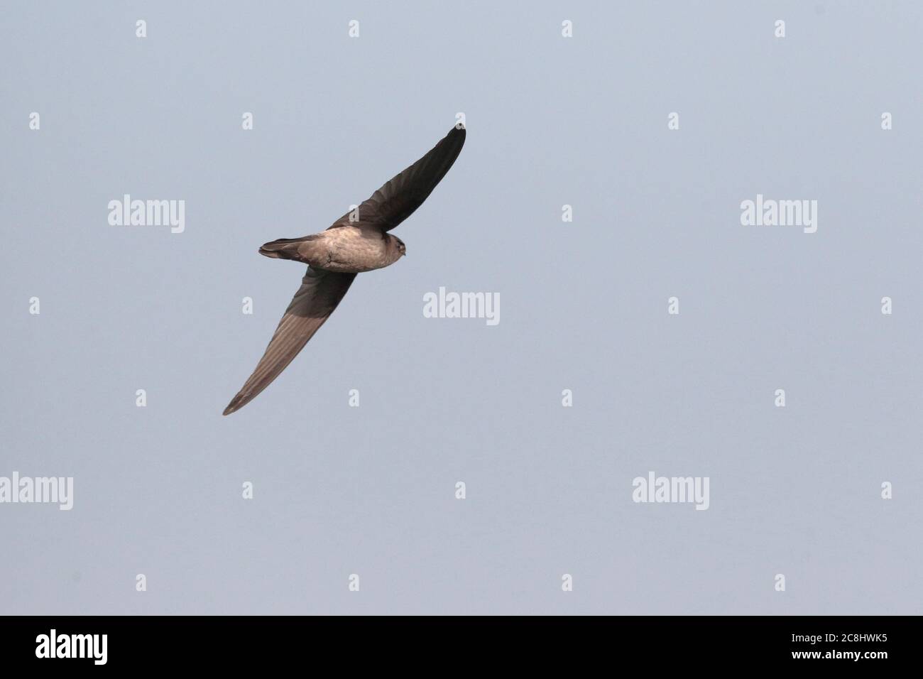 Aerodramus brevirostris hi-res stock photography and images - Alamy