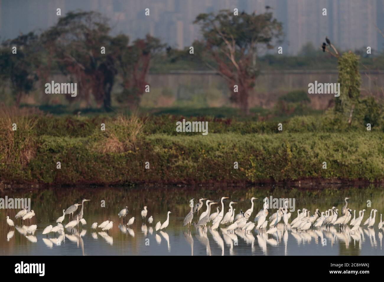 Morning view of "Gei Wai no.7" at Mai Po Nature Reserve, Hong kong ...