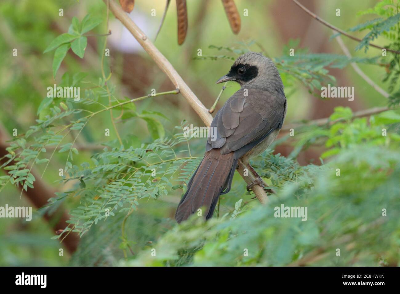 Masked Laughingthrush (Garrulax perspicillatus), dorsal view, in bushes ...