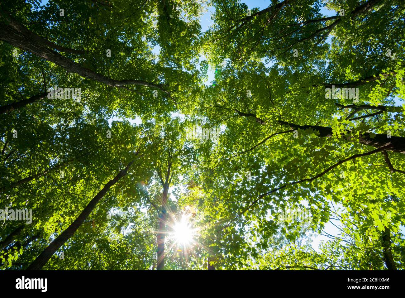 Canopy overhead hi-res stock photography and images - Alamy