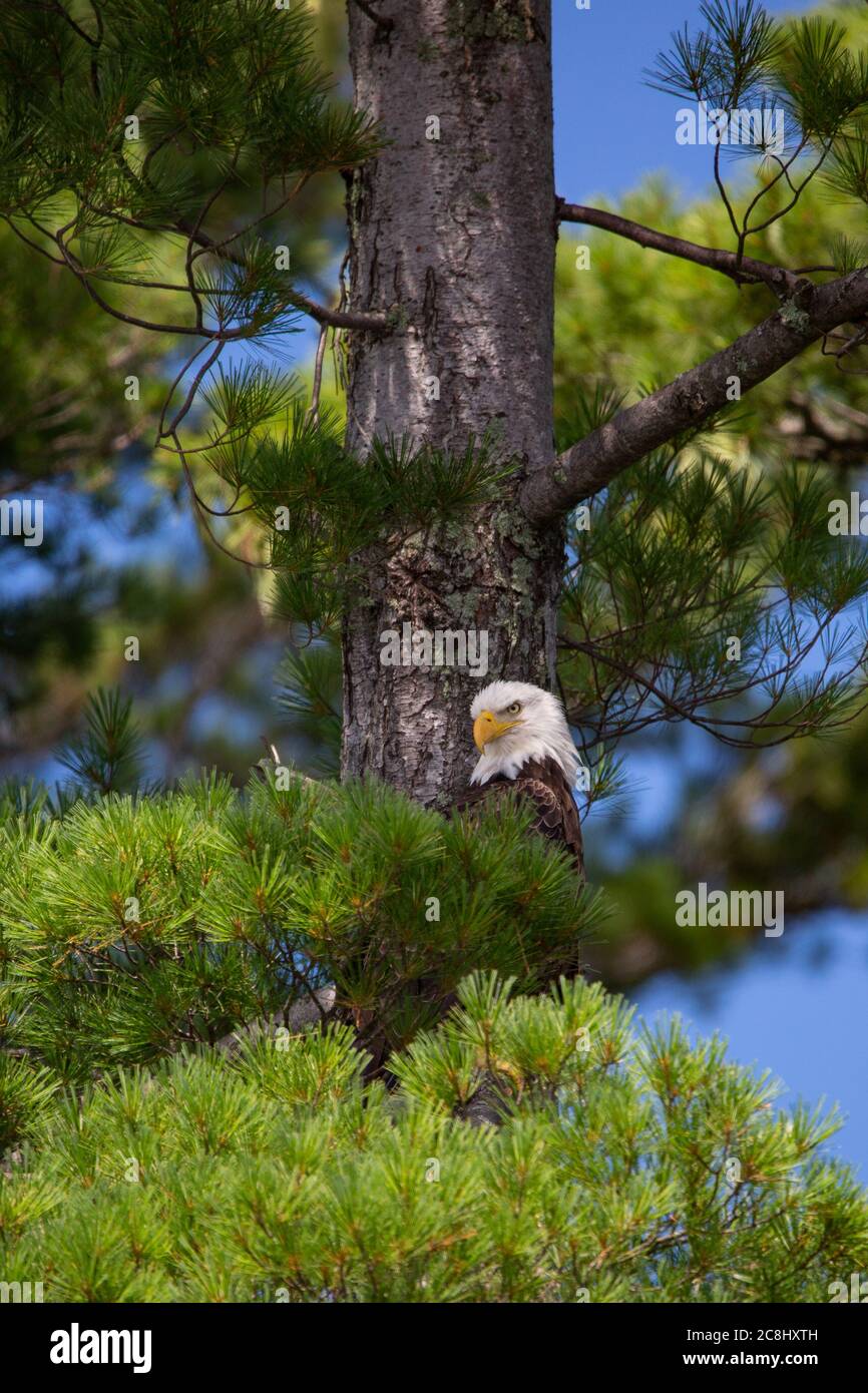 Bald Eagle (Haliaeetus leucocephalus) perching on branch looking for ...